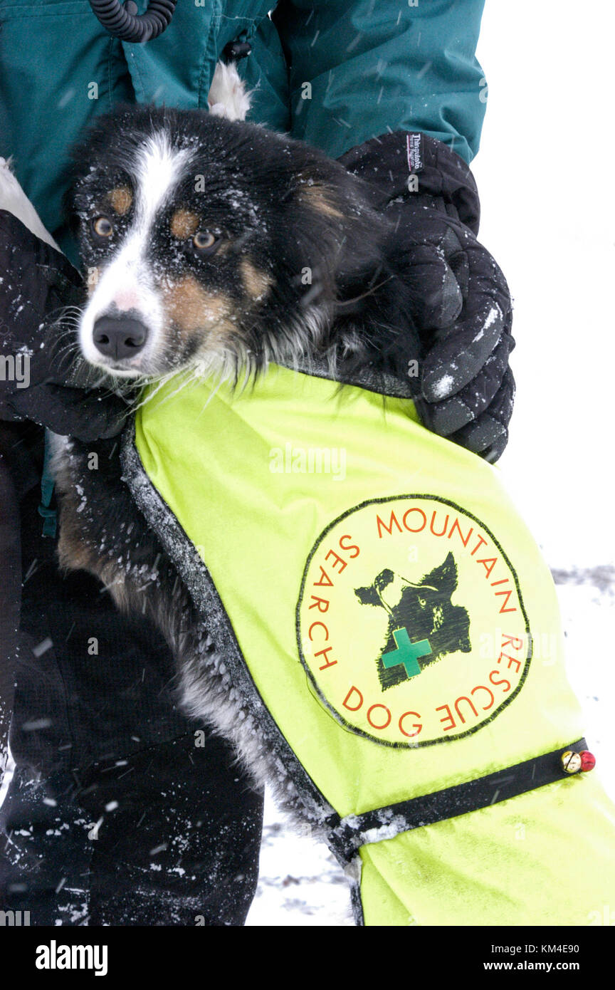 Search And Rescue Dogs Snow
