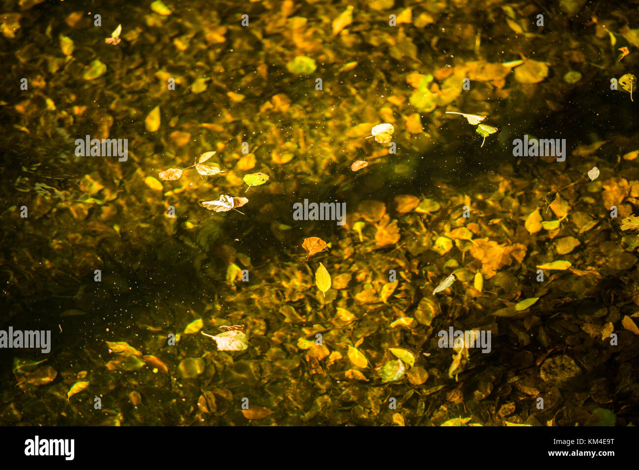 Leaves of trees in the water of the Jerte River during the autumn ...