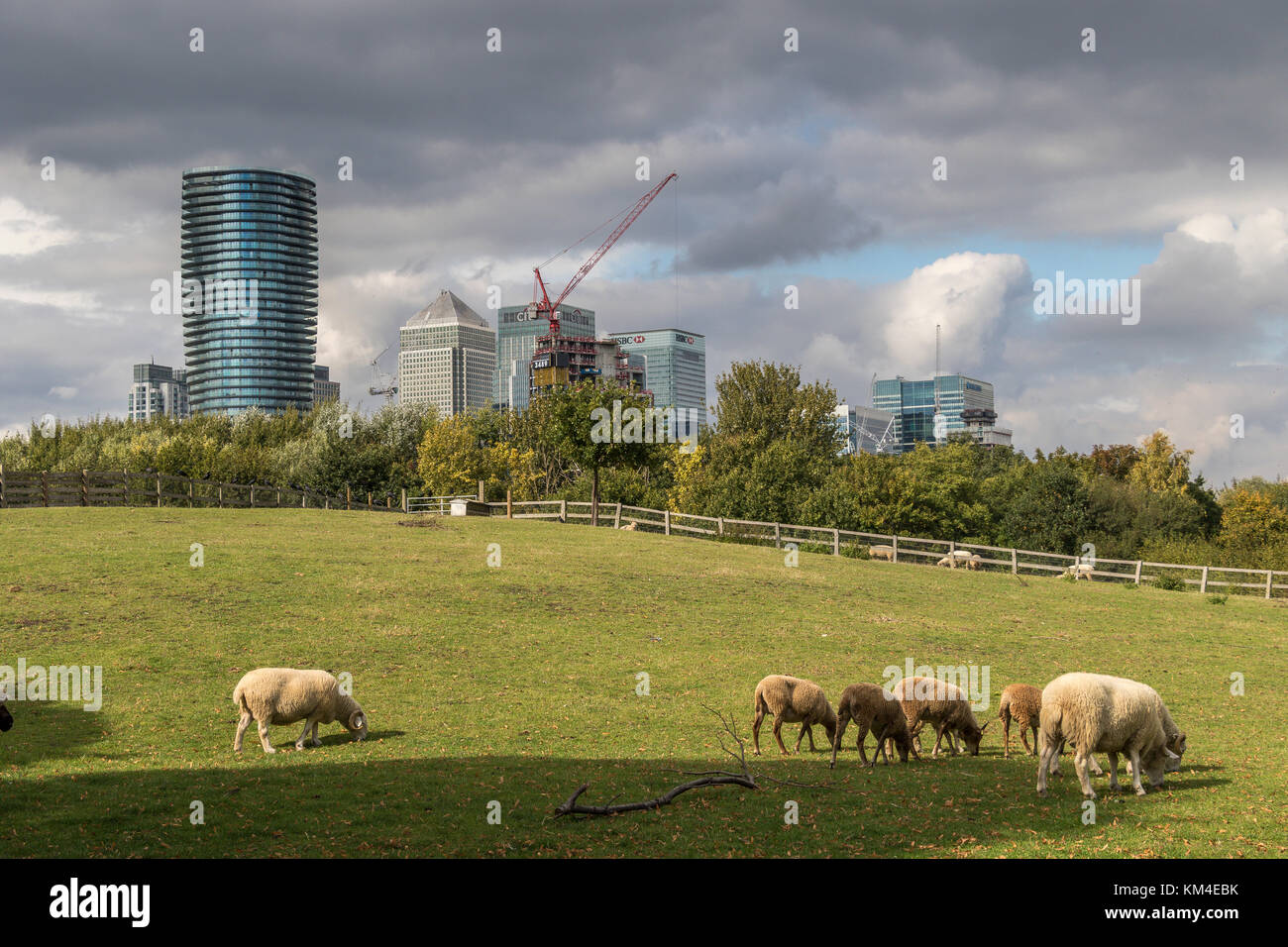 Sheep grazing on urban fileds at Mudchute City Farm in View of the ...