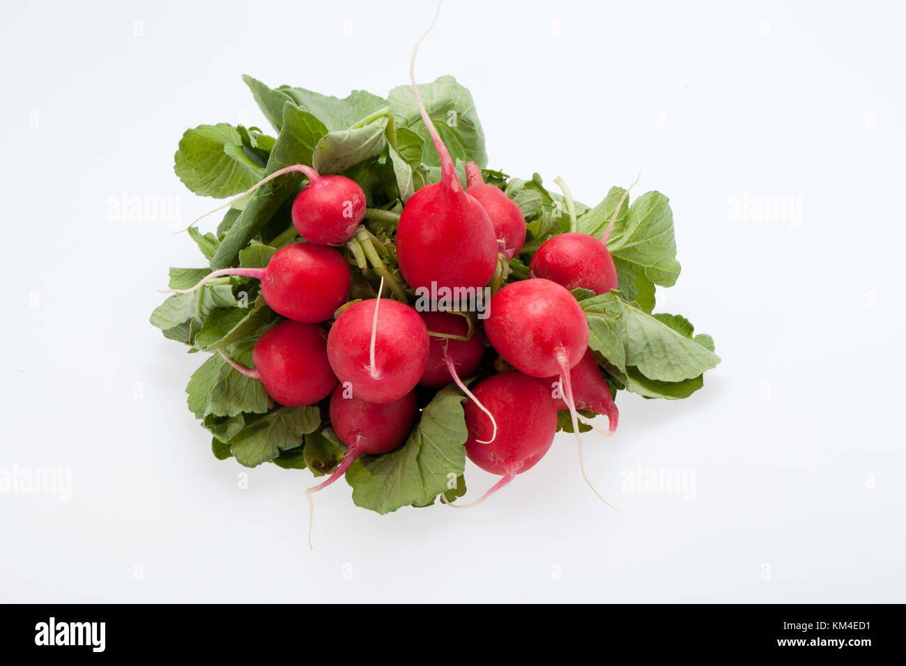 Garden radish on white background Stock Photo - Alamy