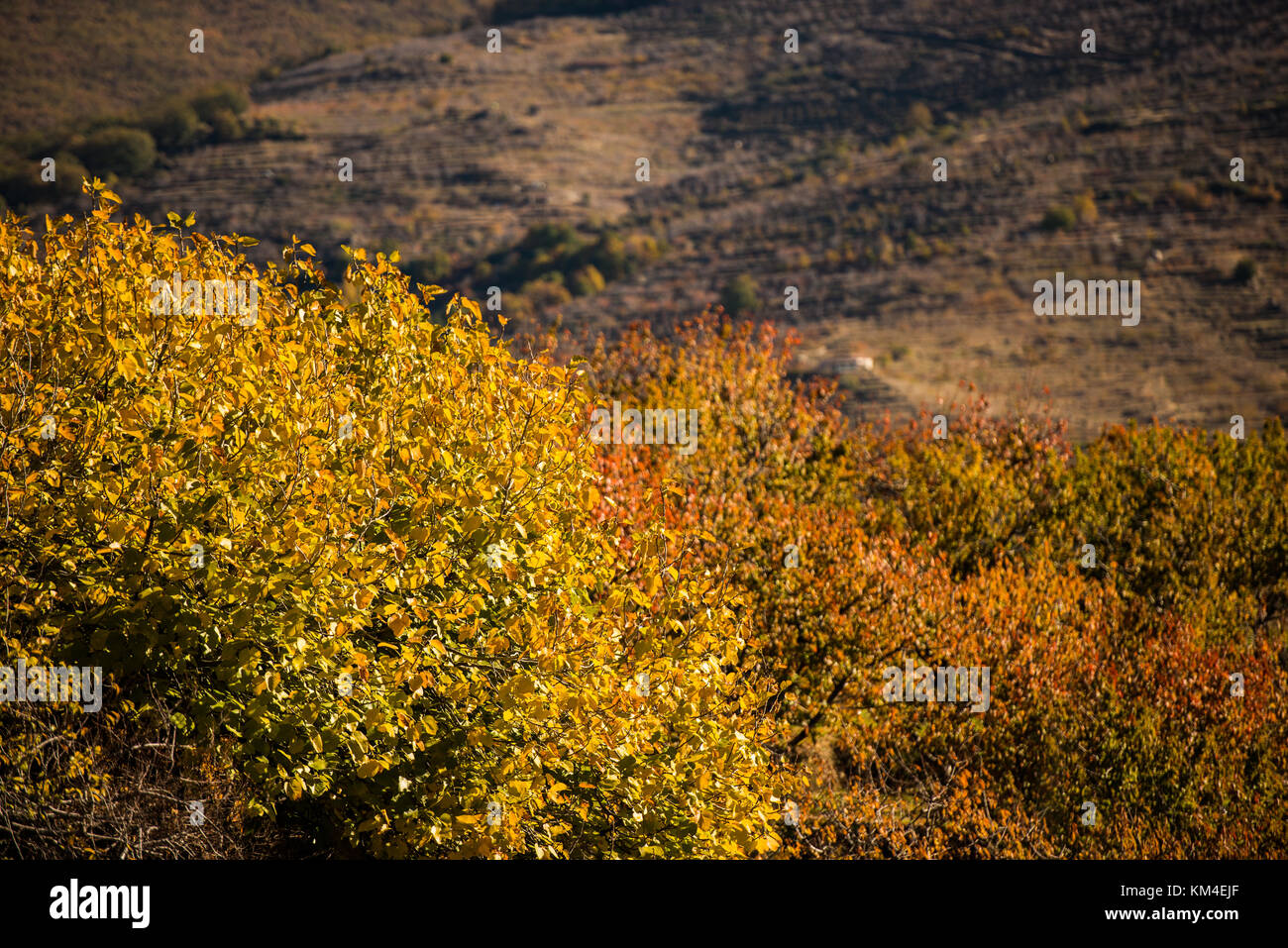 View of different types of trees with different autumnal colors at ...