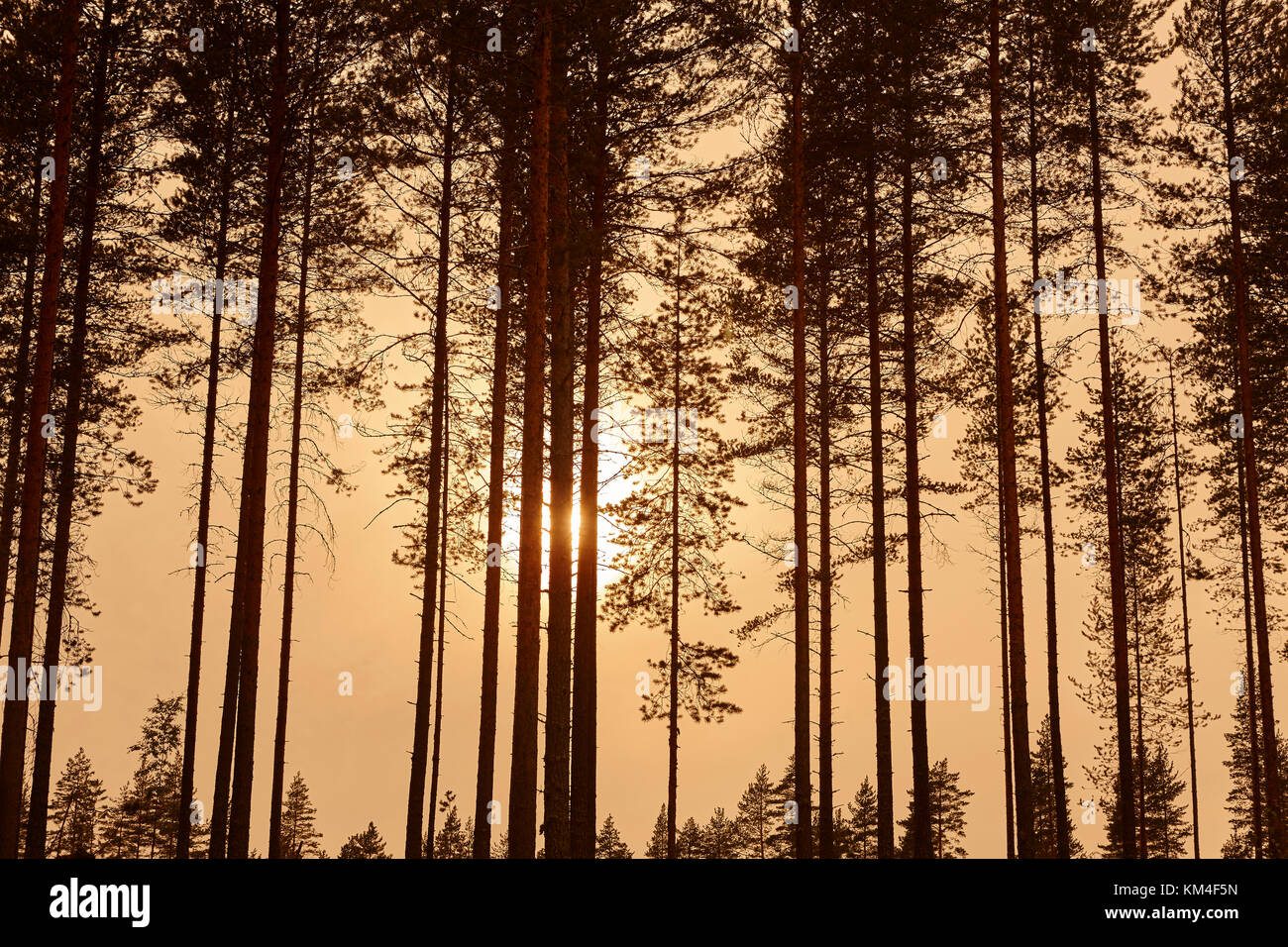 Finnish landscape with pine wood forest. Finland nature wilderness ...