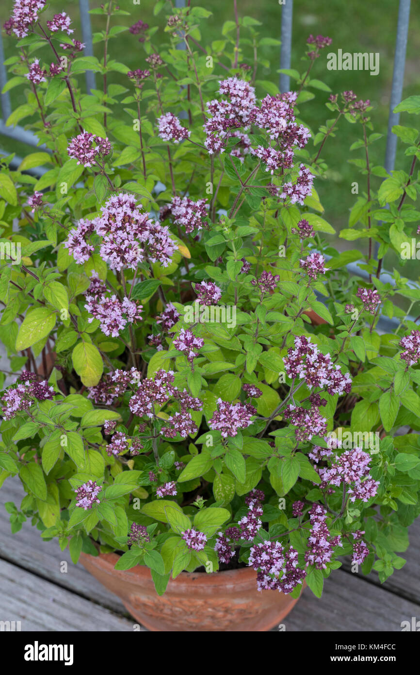 Oregano im Topf, Blumentopf, Wilder Dost, Echter Dost, Gemeiner Dost ...