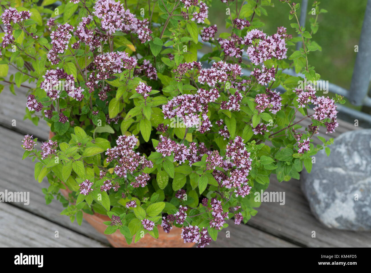 Dost plant hi-res stock photography and images - Alamy