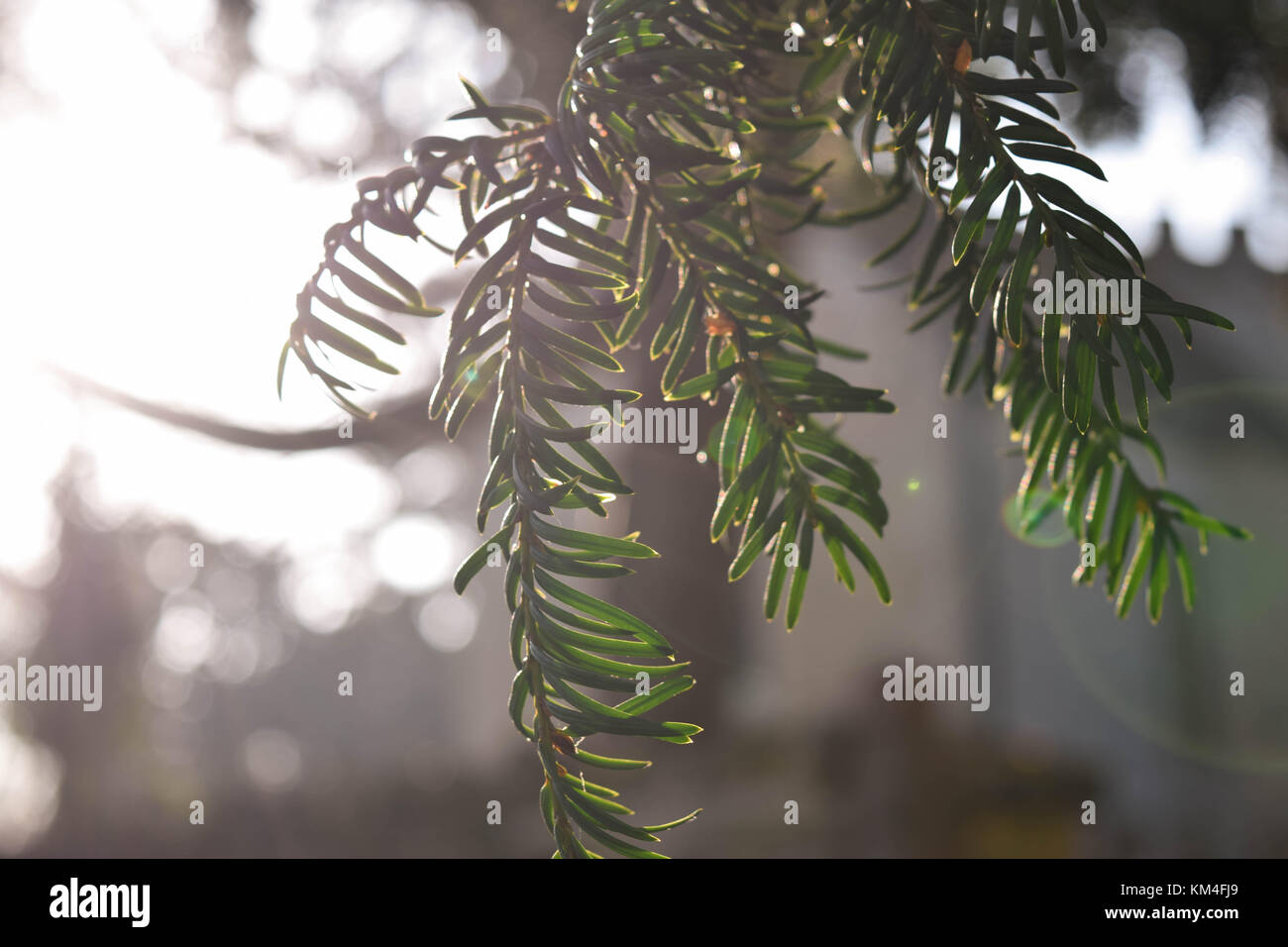 Tree branch swaying High Resolution Stock Photography and Images - Alamy