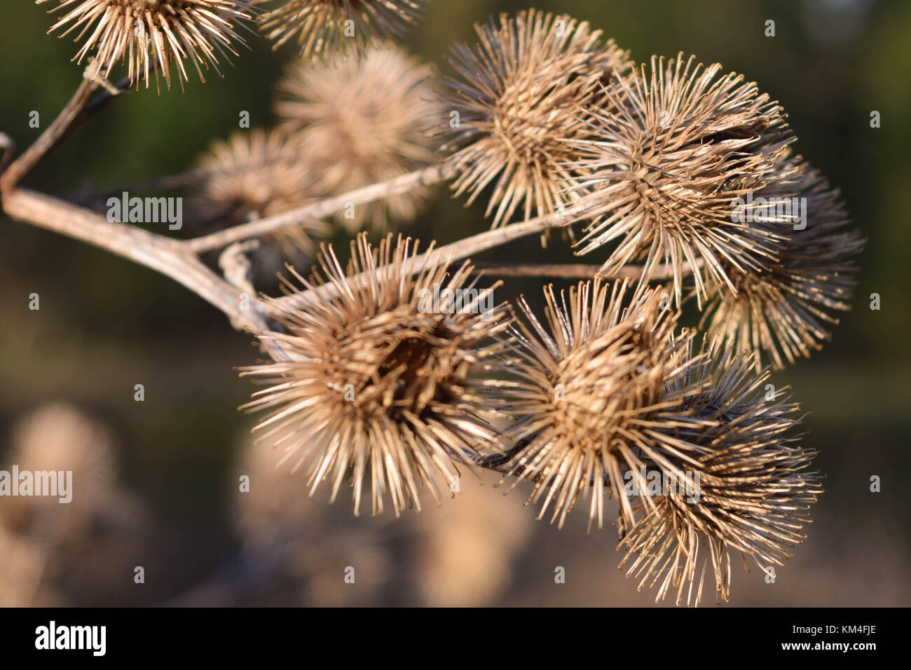 Canal side plants hi-res stock photography and images - Alamy