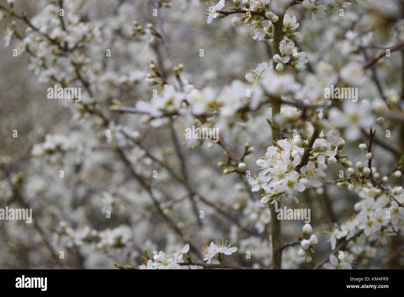 White blossom on tree branches Stock Photo - Alamy