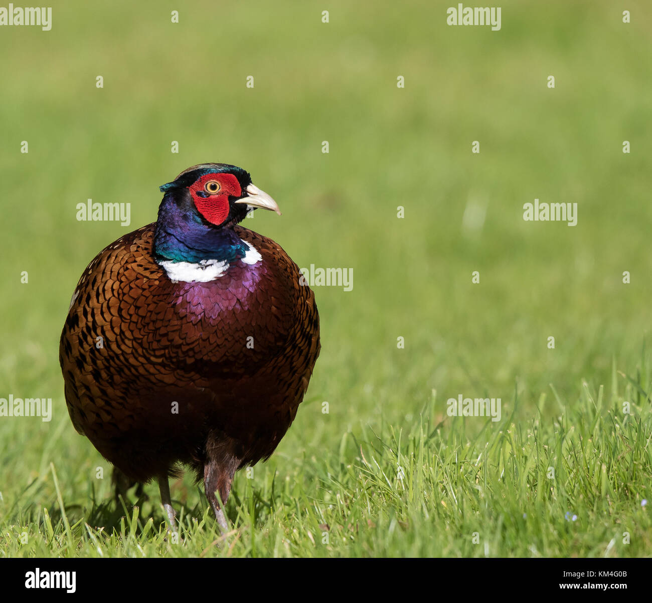Close, front view of wild UK pheasant gamebird (Phasianus colchicus ...