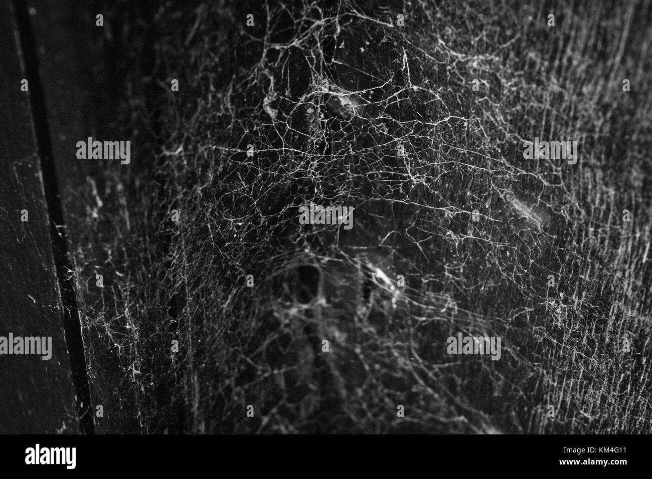 A collection of spider webs in a corner Stock Photo - Alamy