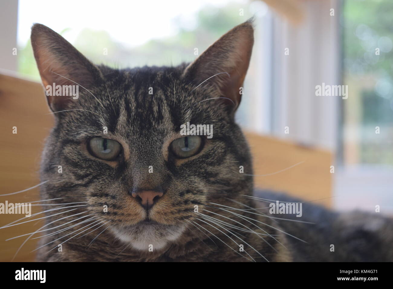 Cat up close hi-res stock photography and images - Alamy