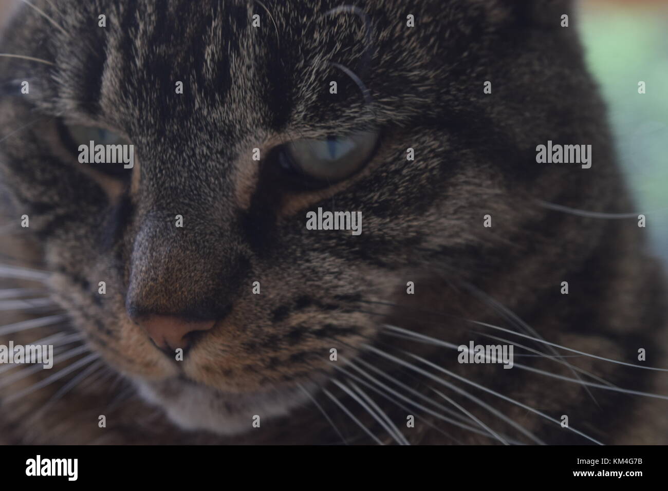 Close up on a cats face Stock Photo - Alamy