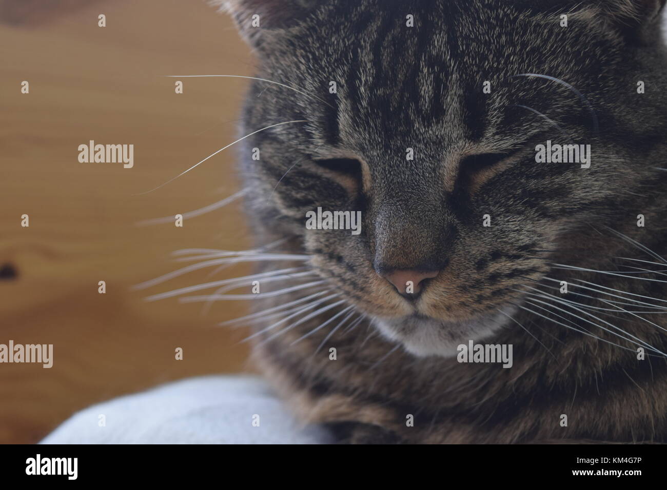 Close up on a cats face Stock Photo - Alamy