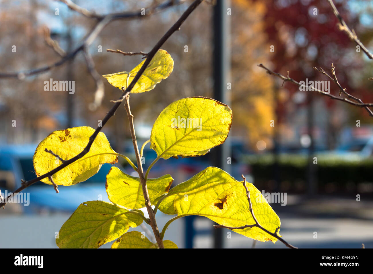 Vain Of Leaves High Resolution Stock Photography and Images - Alamy