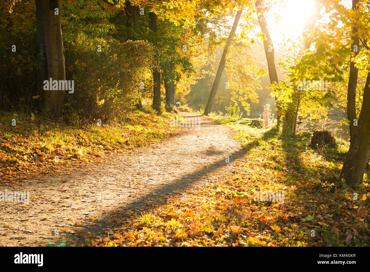 Autumn park in sunset light Stock Photo - Alamy