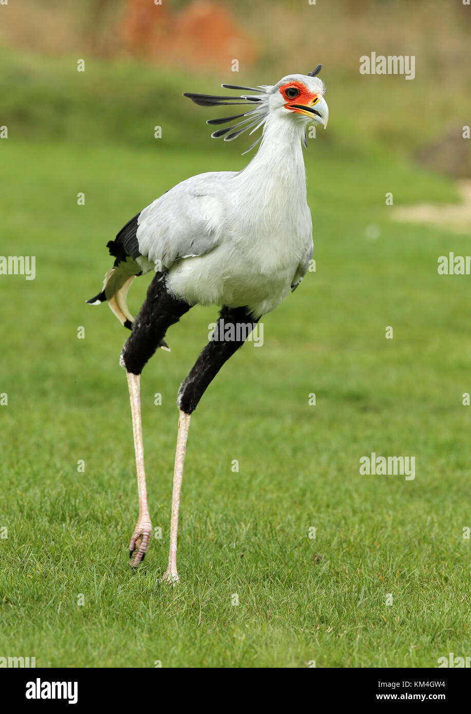Close up of a male Secretary Bird Stock Photo - Alamy