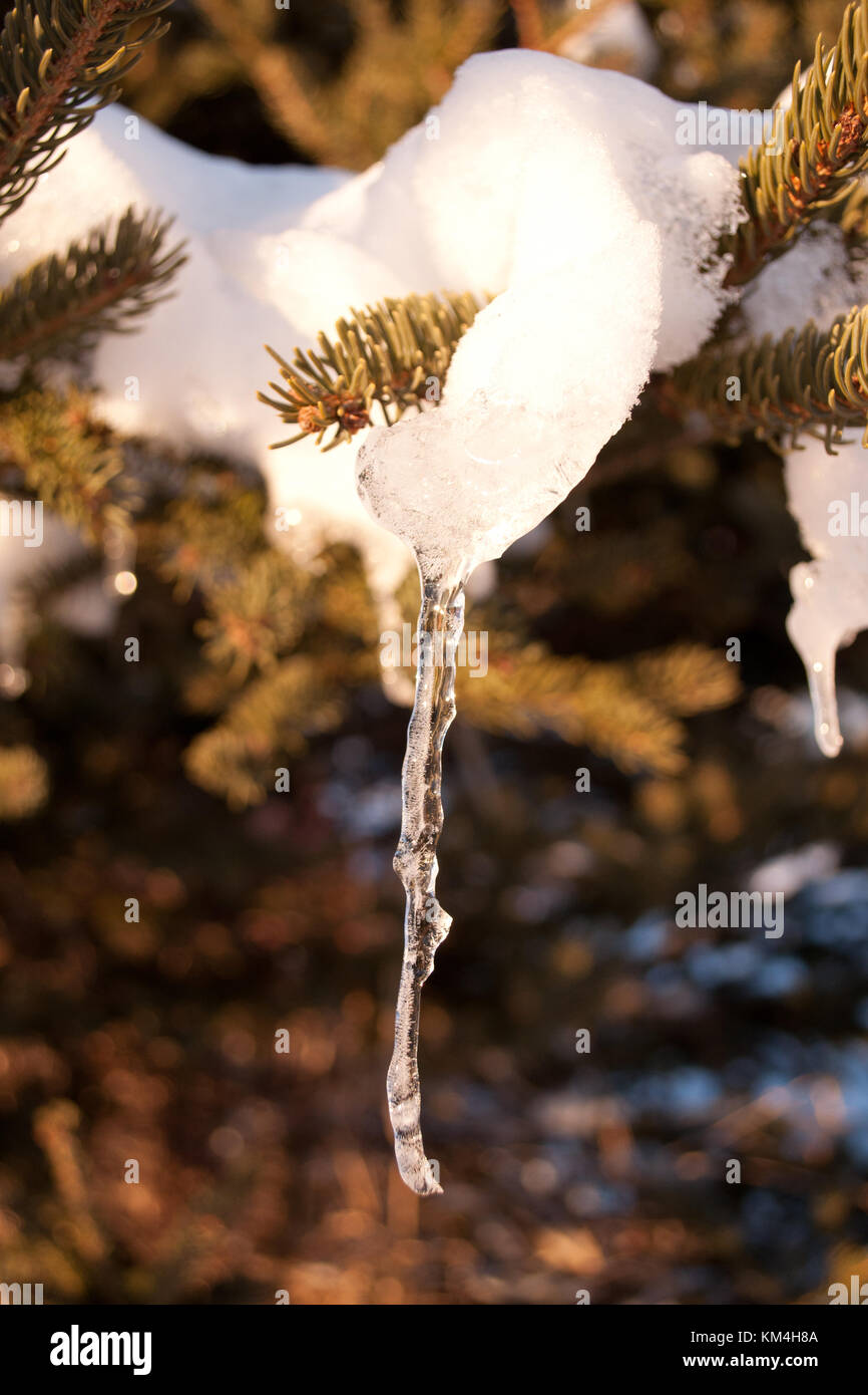 Drip, drip, drip, says the ice to the sun. Spring i here!! Stock Photo ...