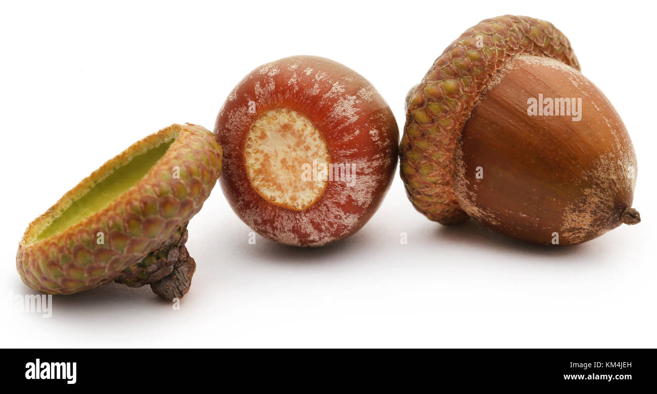 Closeup of acorn over white background Stock Photo - Alamy