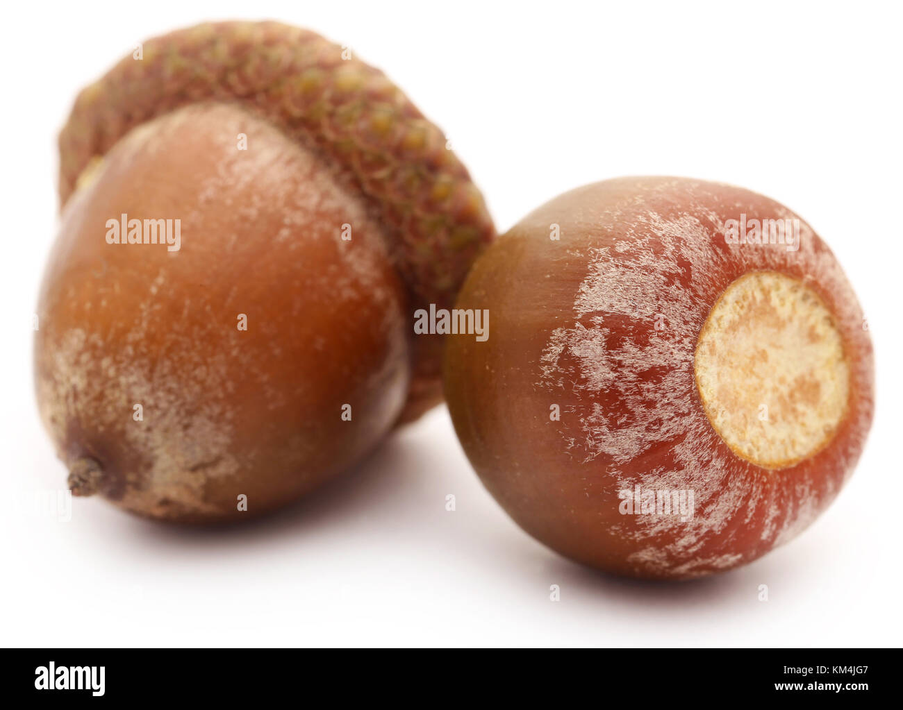 Closeup of acorn over white background Stock Photo - Alamy