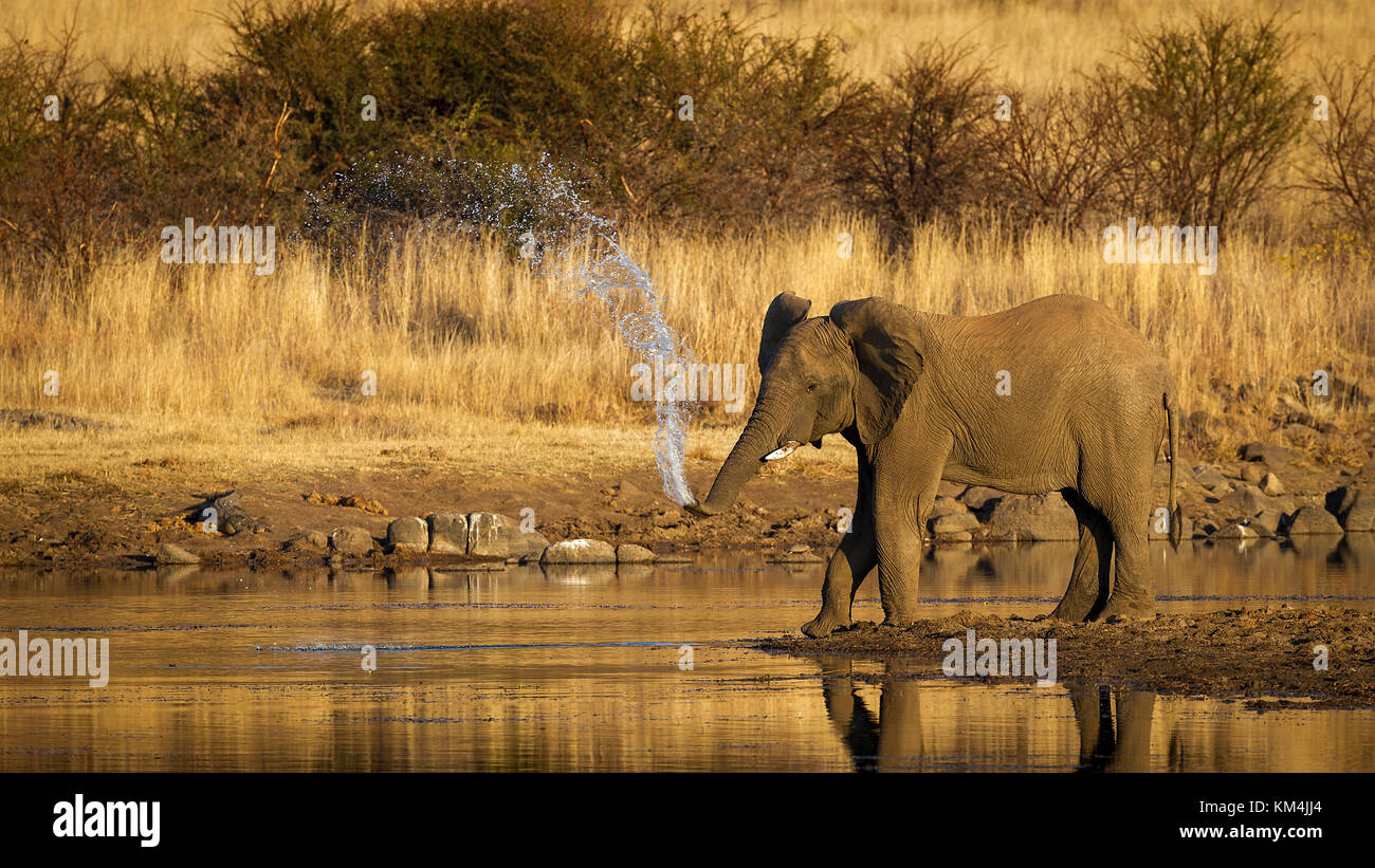 AN african elephant squirts water from his trunk at a waterhole in ...