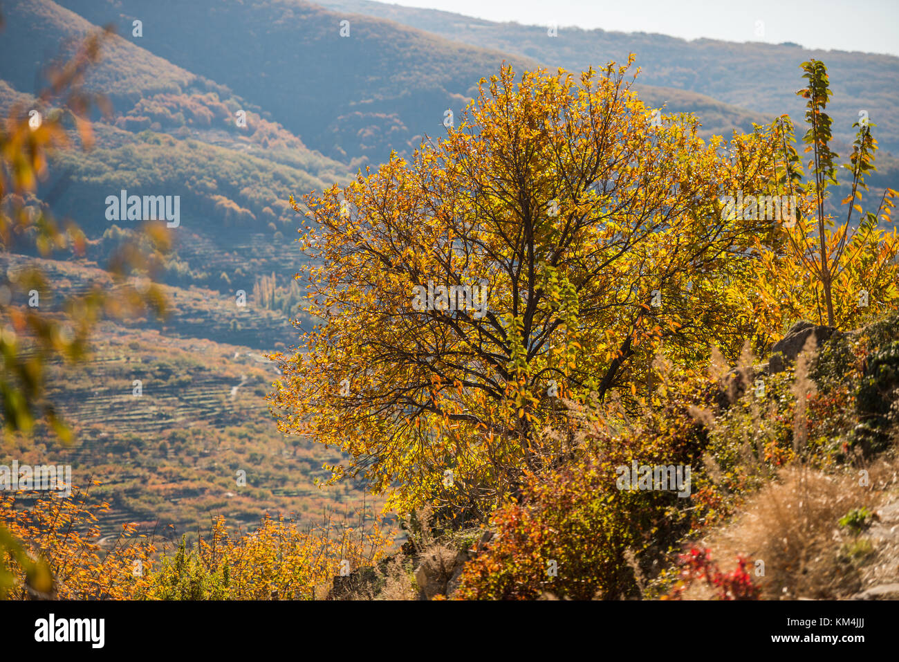 View of different types of trees with different autumnal colors at ...