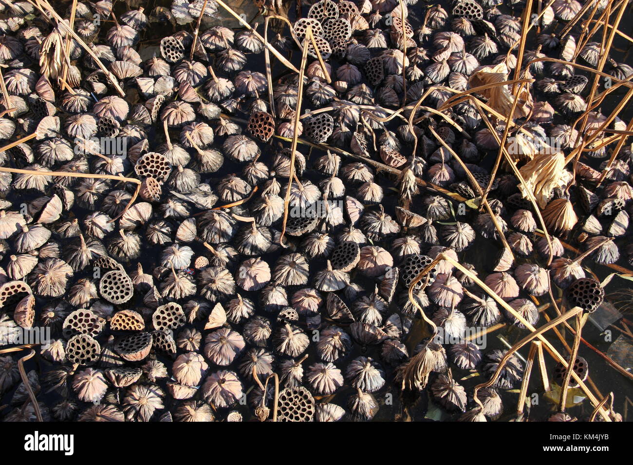Frozen Lotus plants in Longtan Park - Beijing, China Stock Photo - Alamy