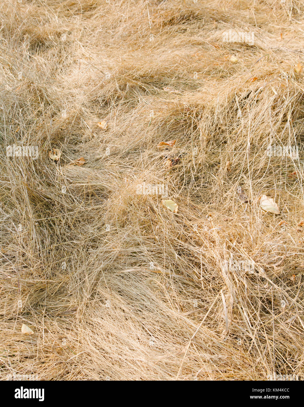 Detail of windswept field of dry summer grass, Discovery Park, King ...