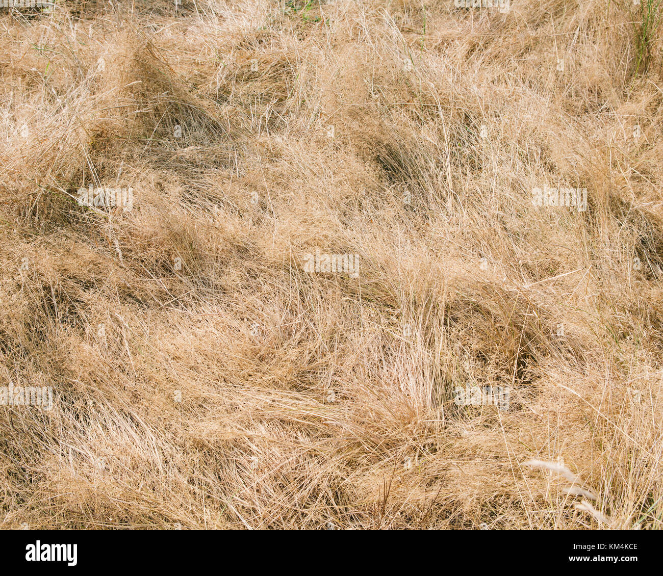 Detail of windswept field of dry summer grass, Discovery Park, King ...