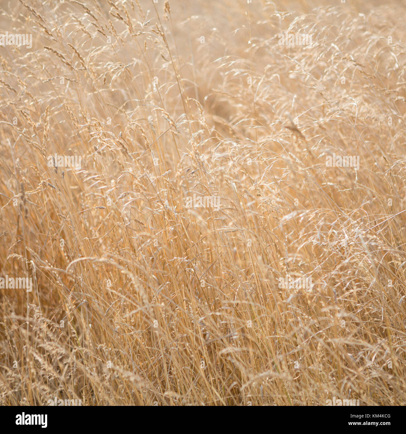 Close up of tall, summer grass in meadow, King County, Seattle ...