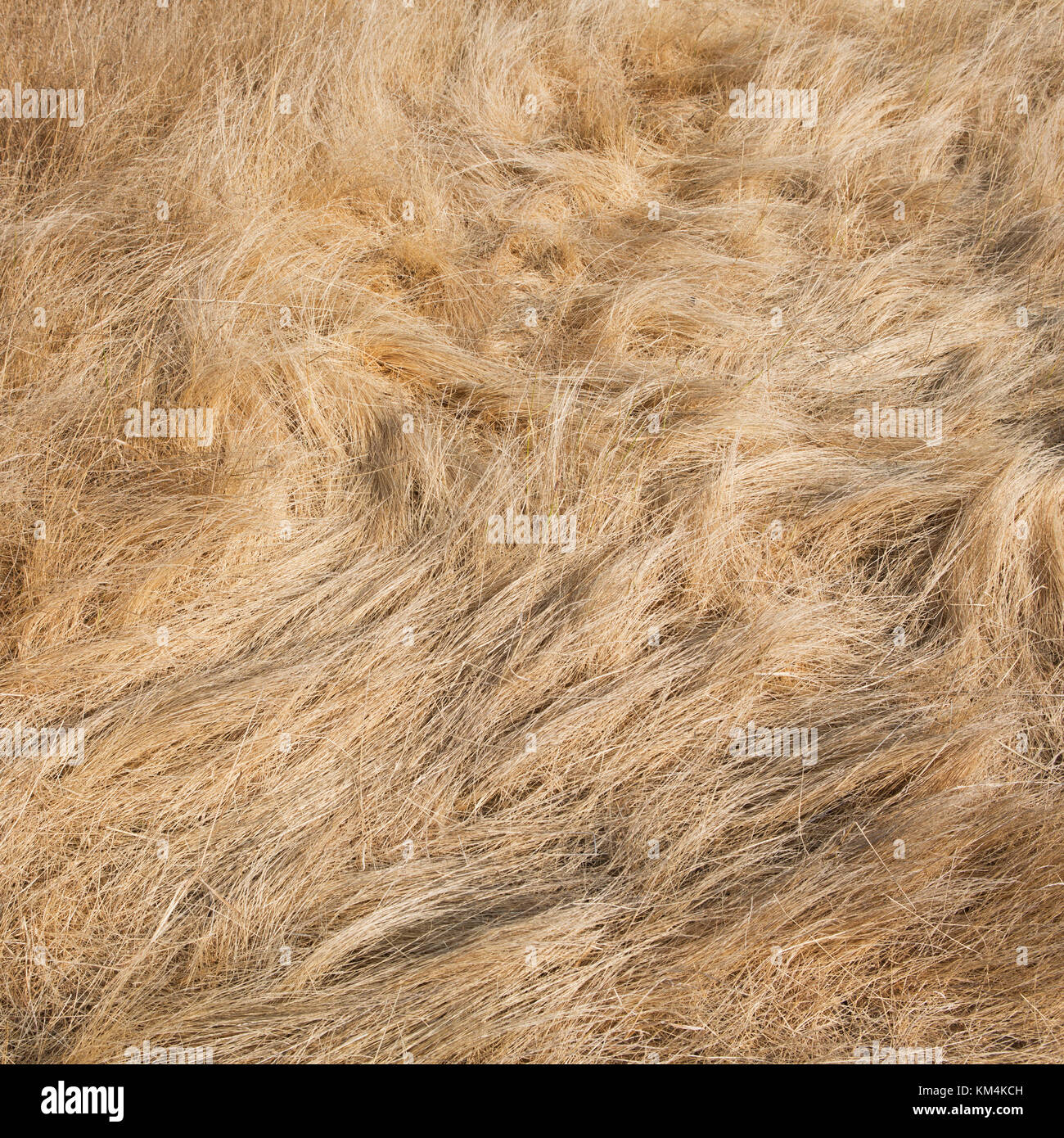 Detail of windswept field of dry summer grass, Discovery Park, King ...