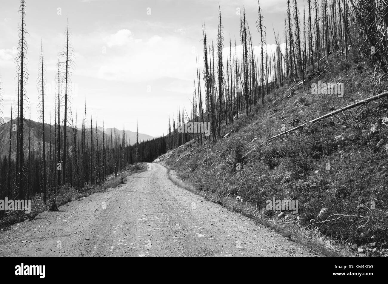 Road through fire damaged forest from extensive wildfire, near Harts ...