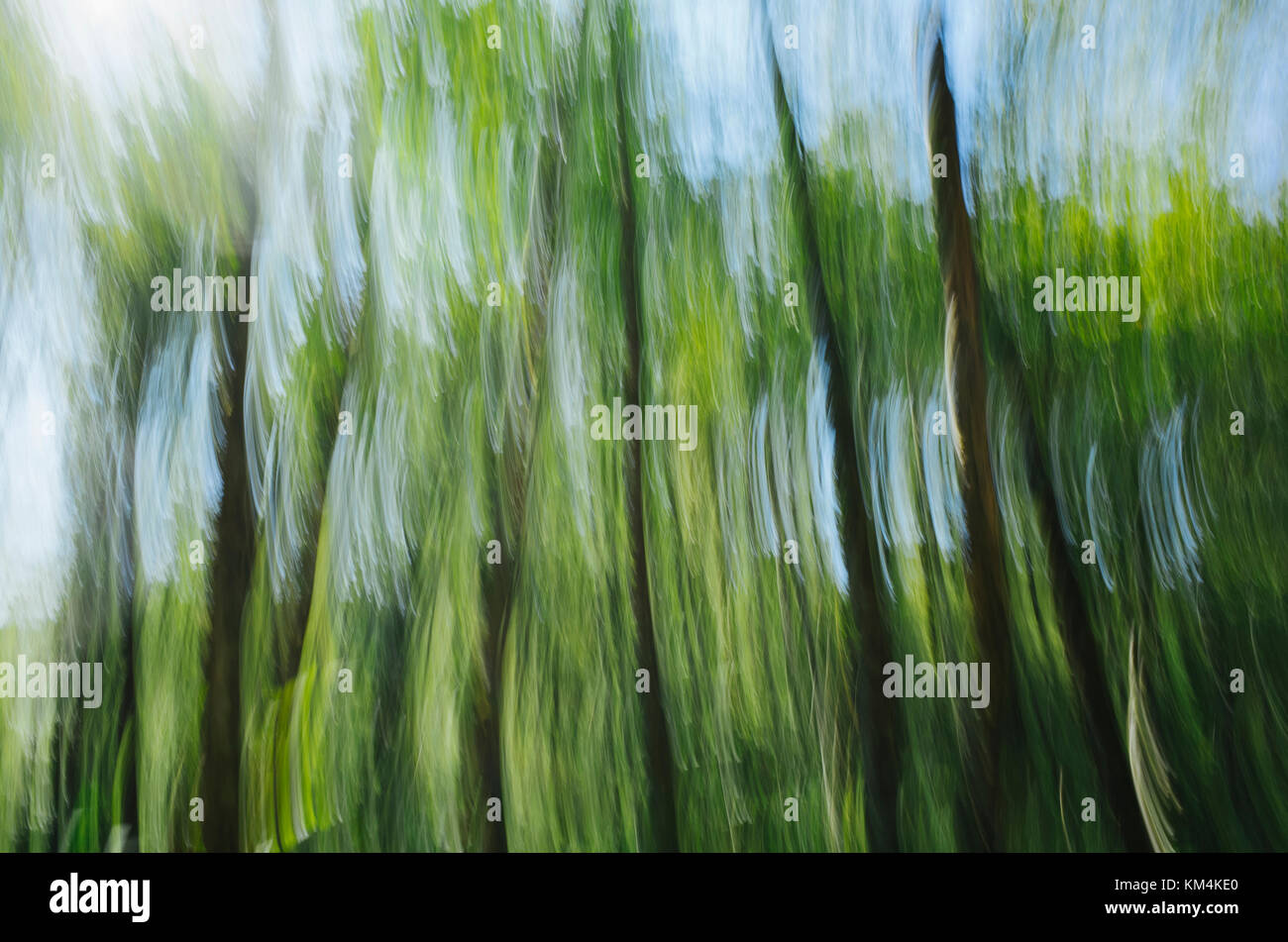 Blurred motion, tall alder trees with green leafy canopy shaking and ...