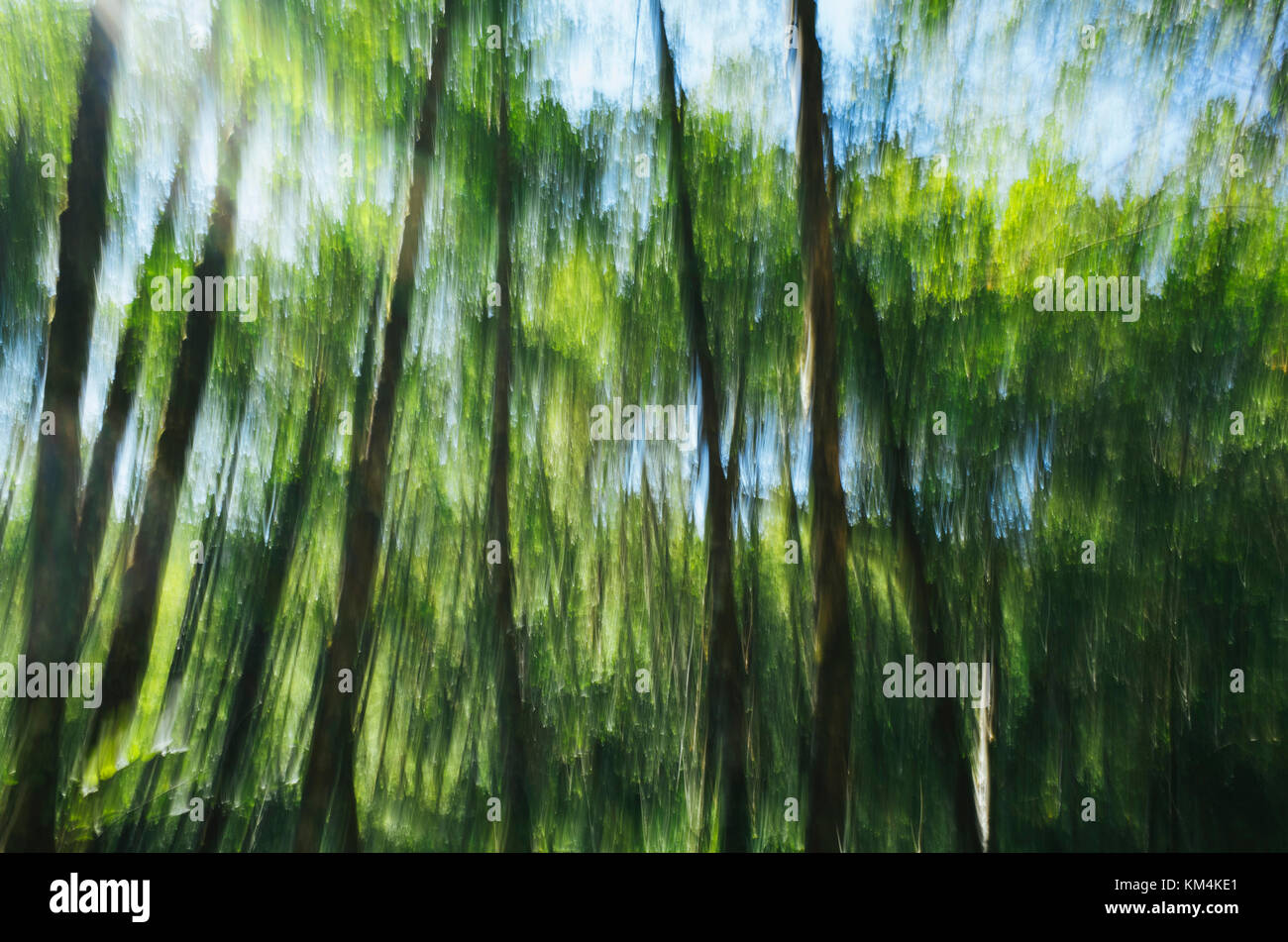 Blurred motion, tall alder trees with green leafy canopy shaking and ...