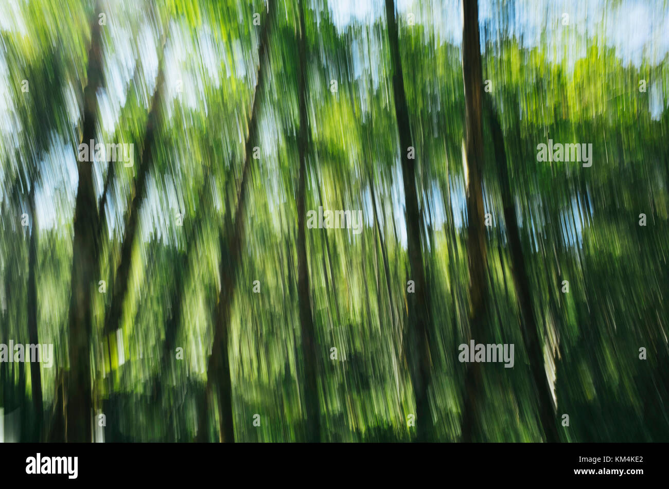 Blurred motion, tall alder trees with green leafy canopy shaking and ...