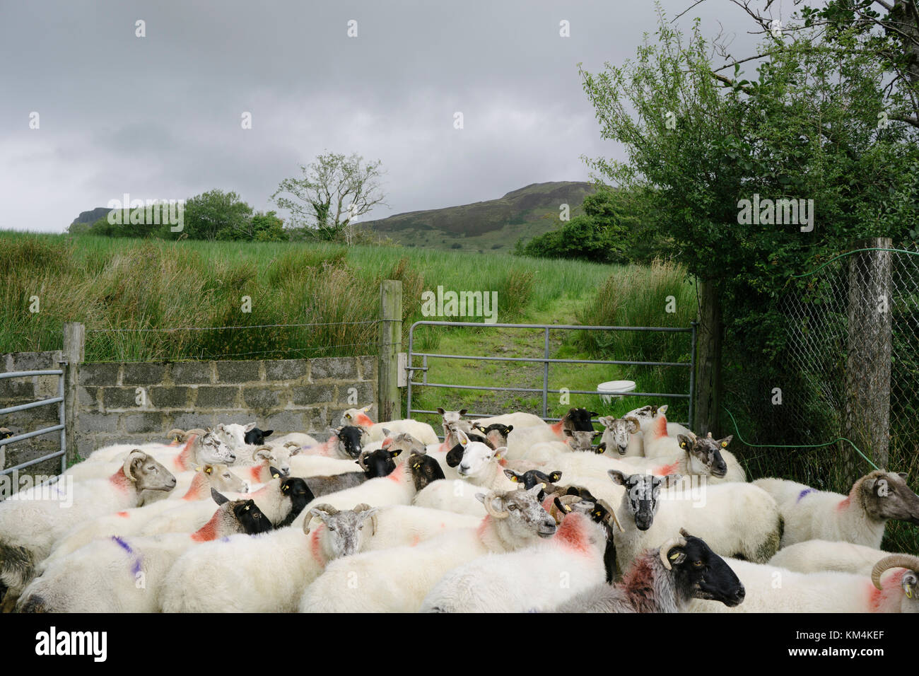Herd of sheep in a paddock on a farm in Glenade, County Leitrim ...