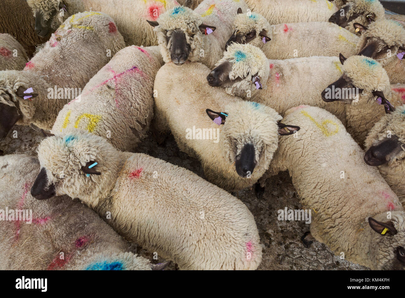 High angle view of herd of sheep with blue and pink dye marks Stock ...