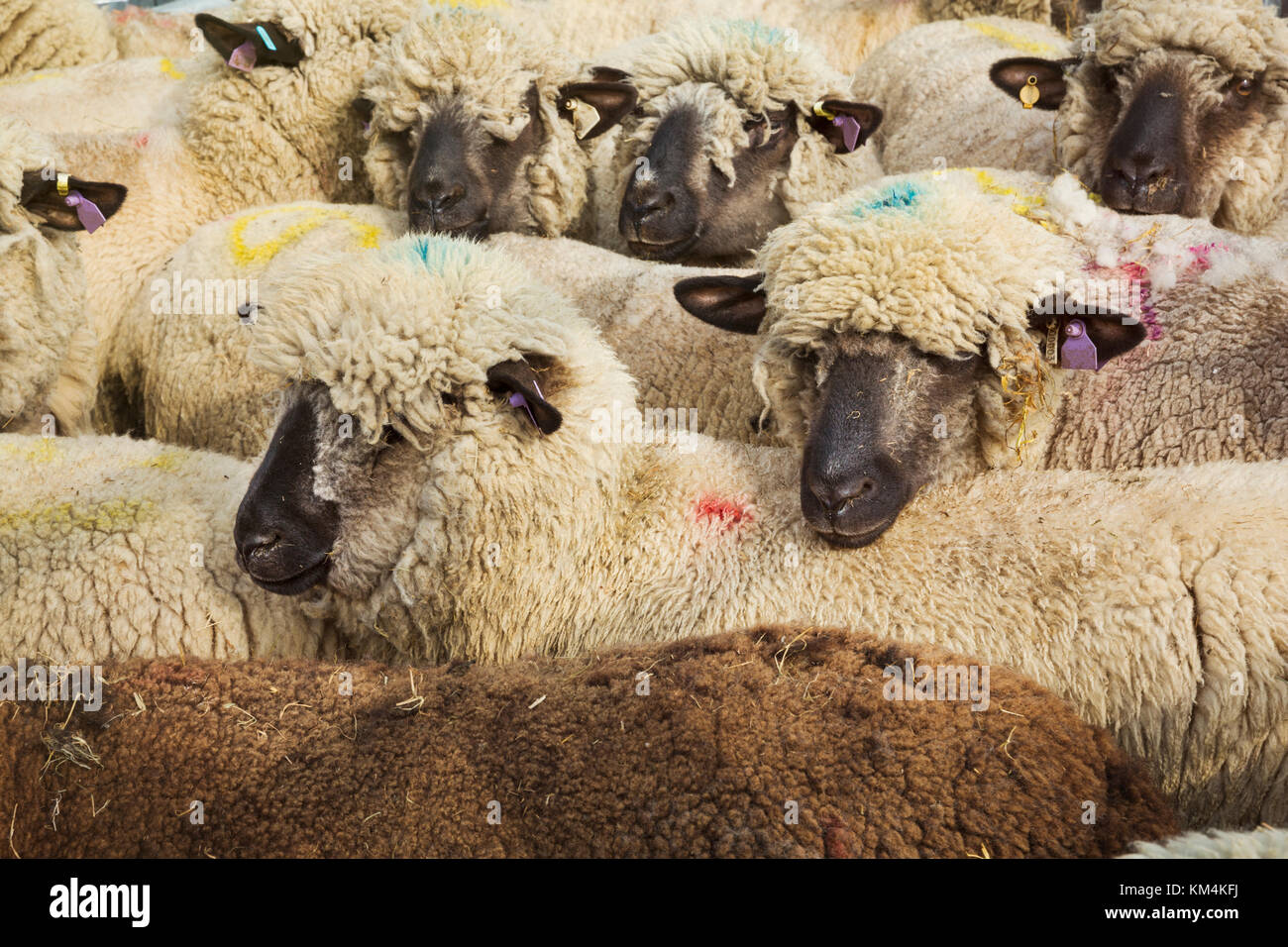 High angle view of herd of sheep with blue and pink dye marks Stock ...