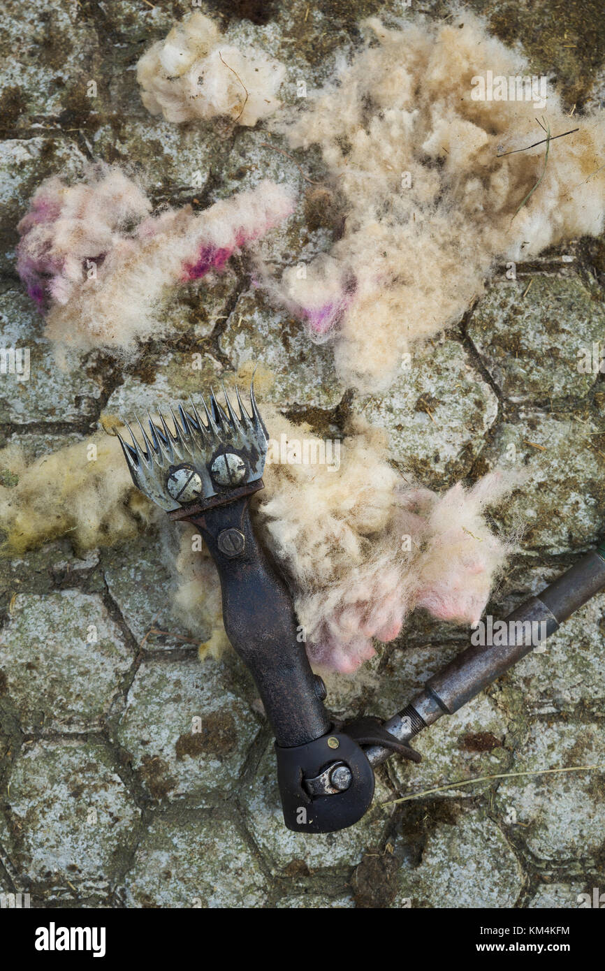 Sheep with dye hi-res stock photography and images - Alamy