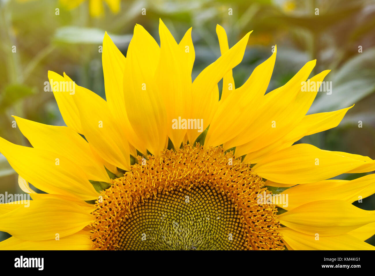 Close up of sunflower Stock Photo - Alamy