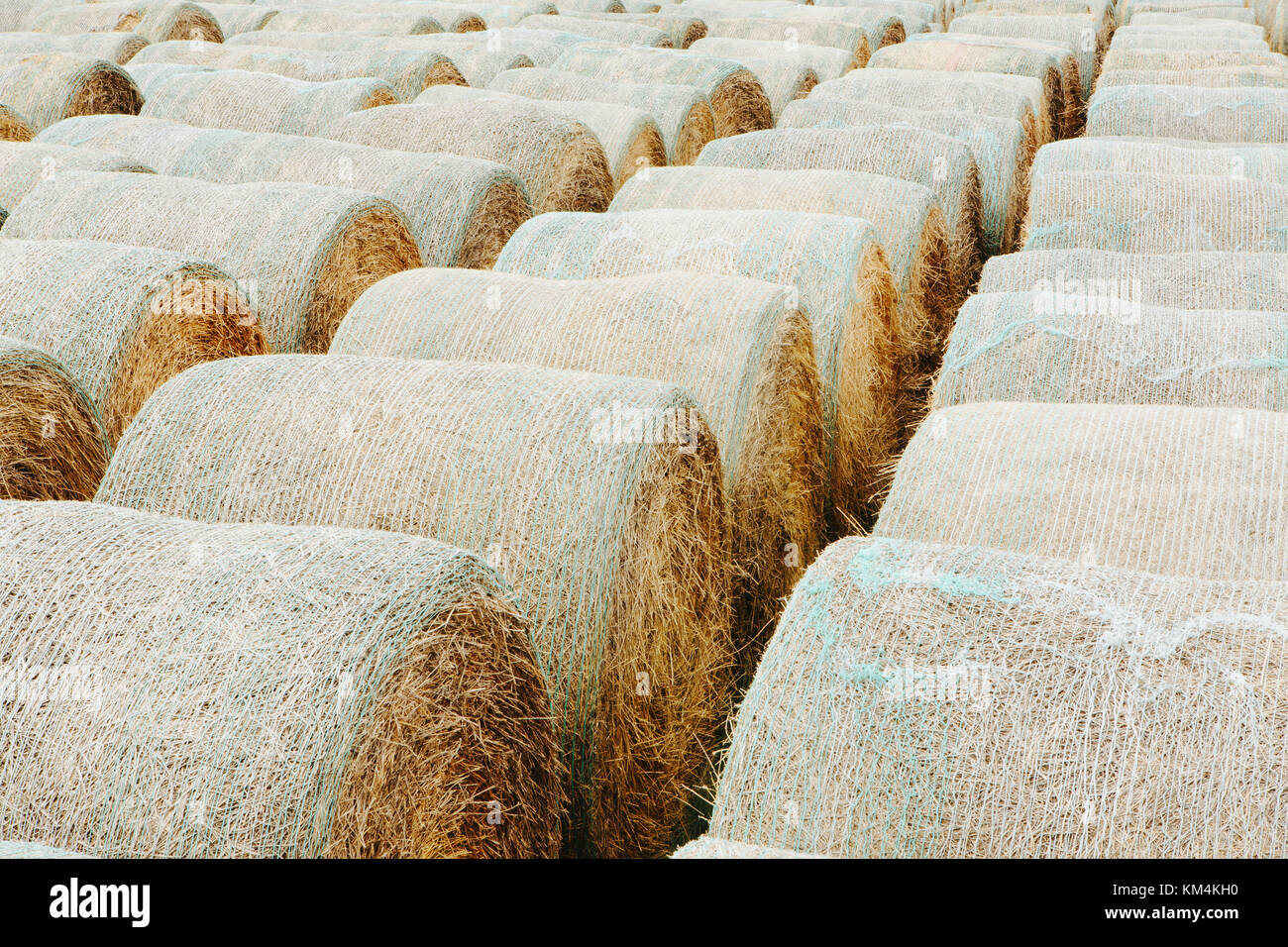 Wrapped round hay bales in neat rows on the prairie in Montana Stock ...