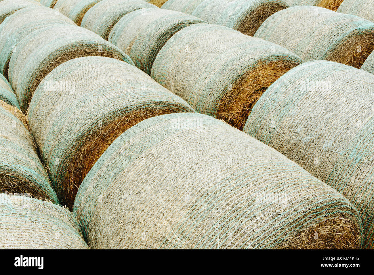 Wrapped round hay bales in neat rows on the prairie in Montana Stock ...