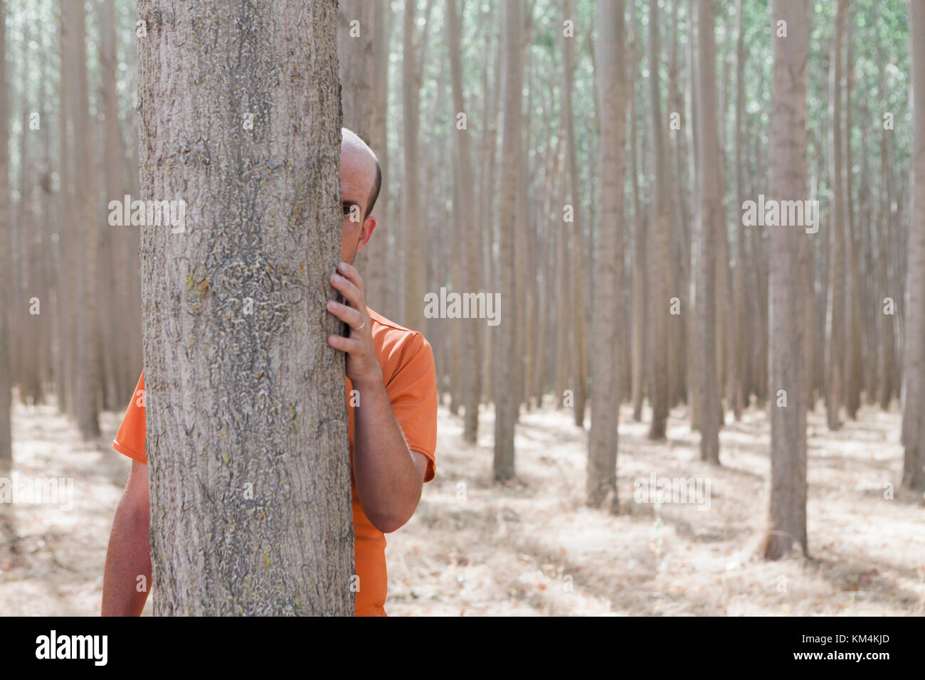 Man peering from behind a poplar tree trunk on a commercial tree farm ...