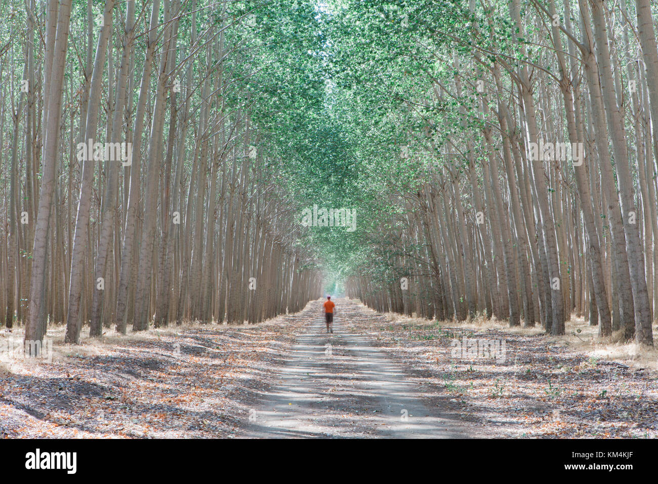Man walking down tree lined dirt road, surrounded by commercially grown ...