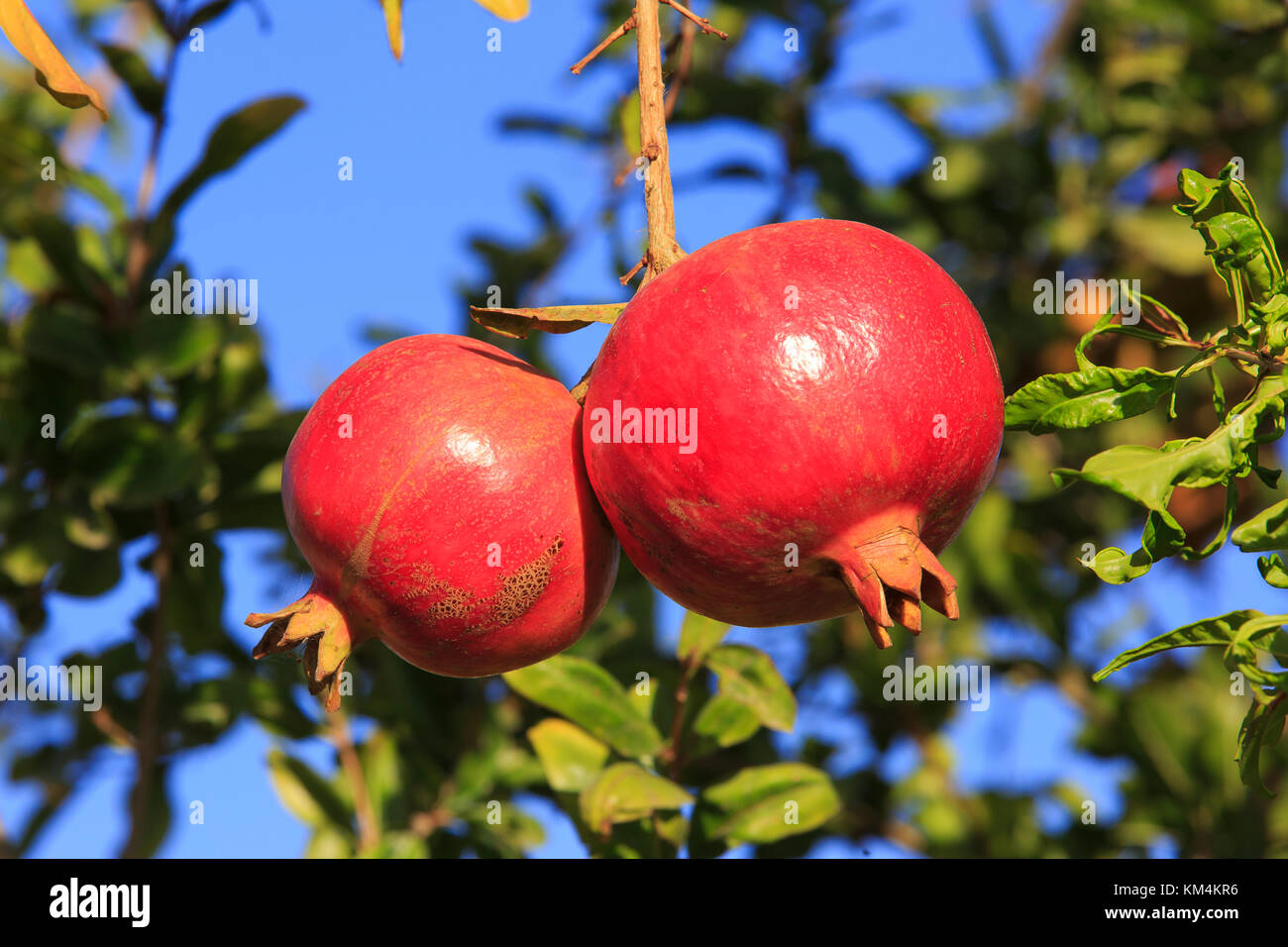 Grenadier a fruits hi-res stock photography and images - Alamy