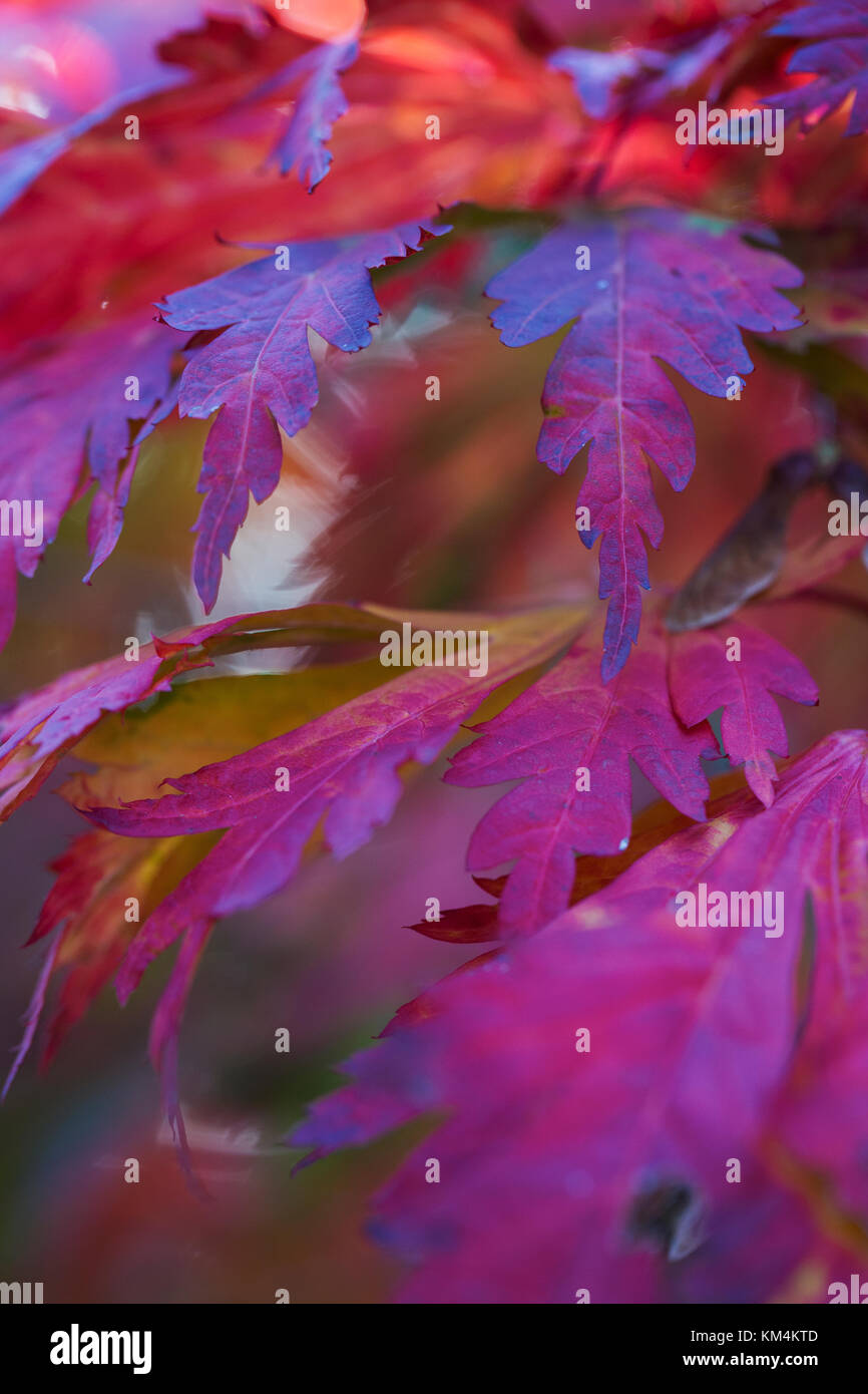 Palmate shapes hi-res stock photography and images - Alamy