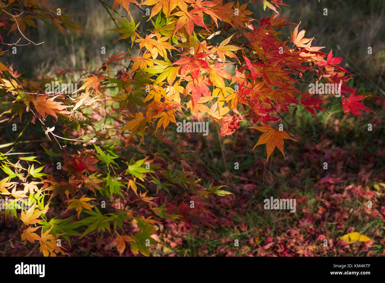 Beauty in colours and shapes hi-res stock photography and images - Alamy