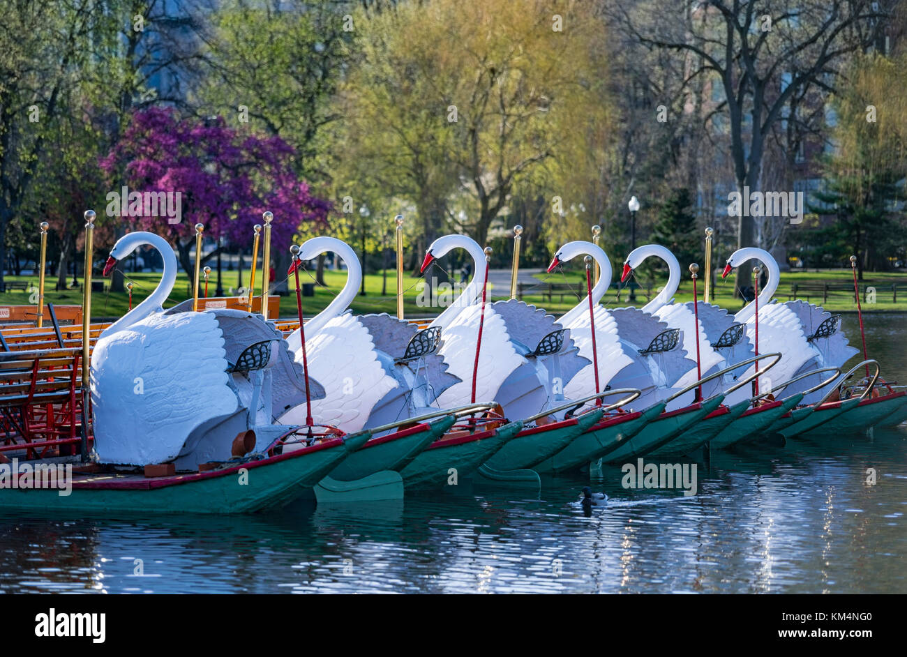 Morning photograph of the swan boats and water reflections at the ...