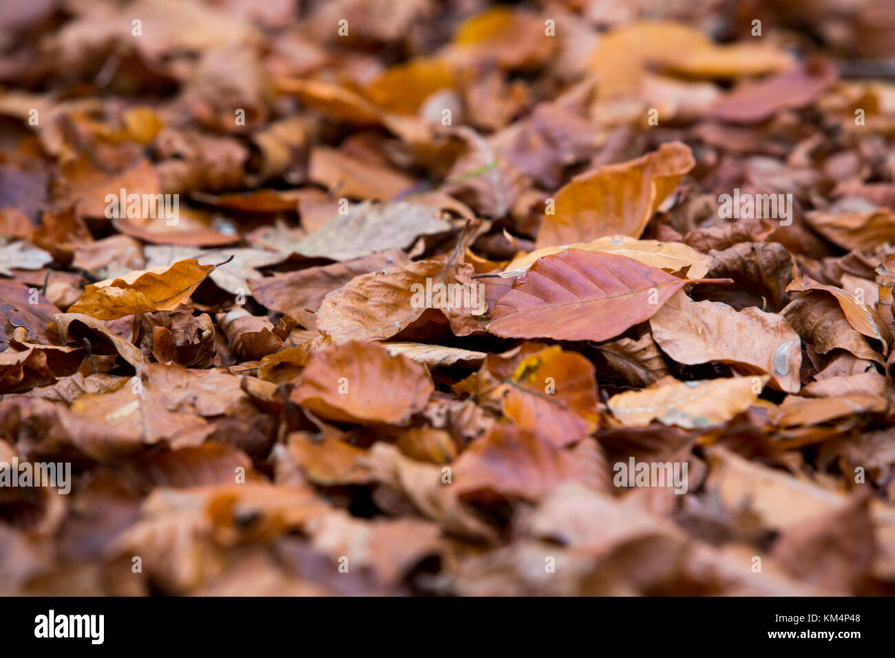 A covering of autumn leaves on a track through a forest in close up ...