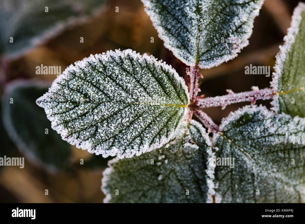 A patch of bramble in the countryside with leaves edged in winter forst ...