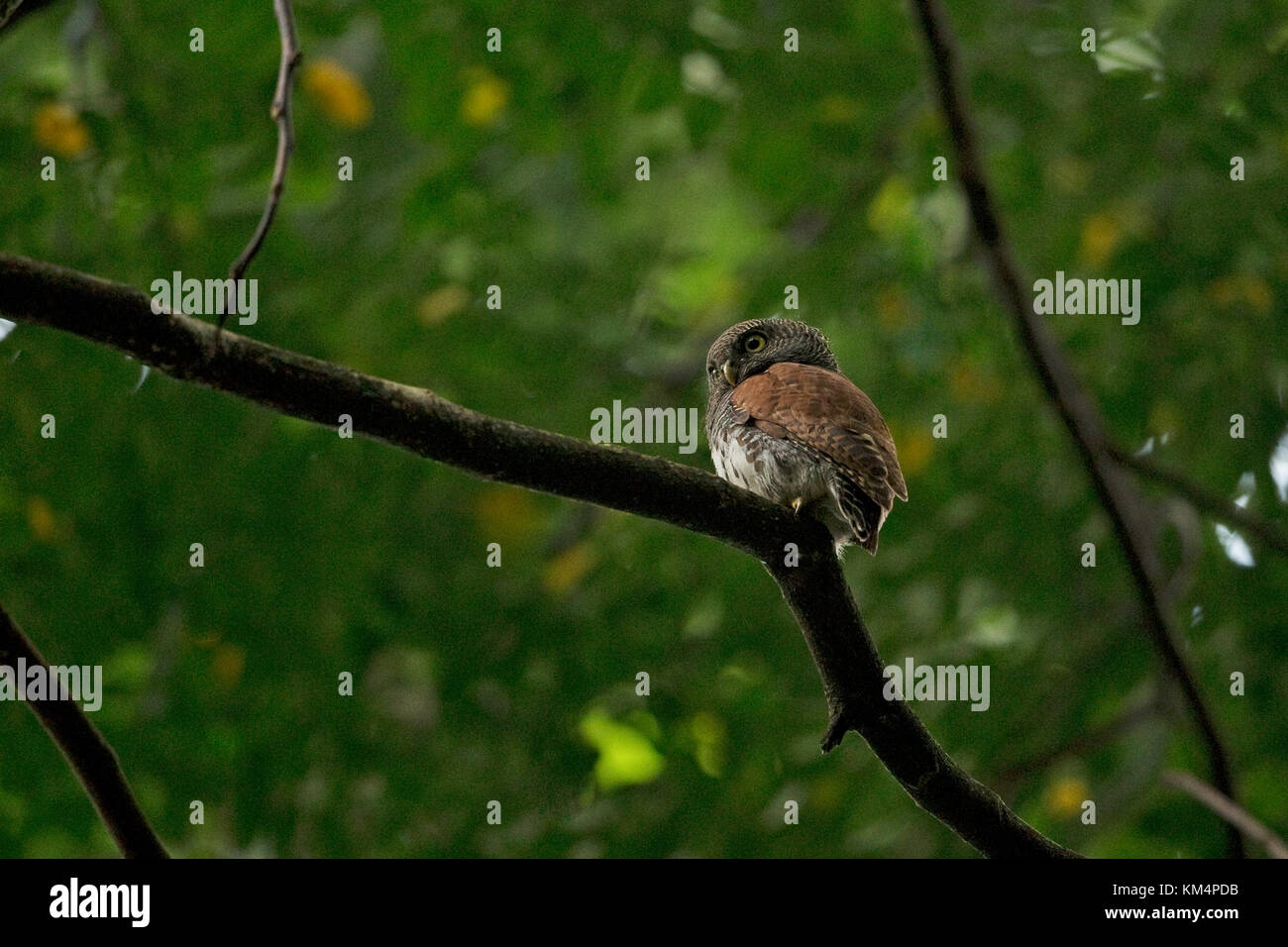 Castanonotum hi-res stock photography and images - Alamy