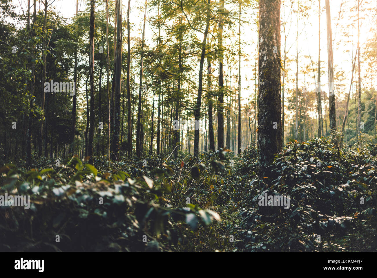 Sunset captured in a forest in Bandung Indonesia Stock Photo - Alamy